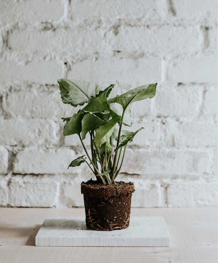 Syngonium 'Hungarian White' – Plante. Budapest